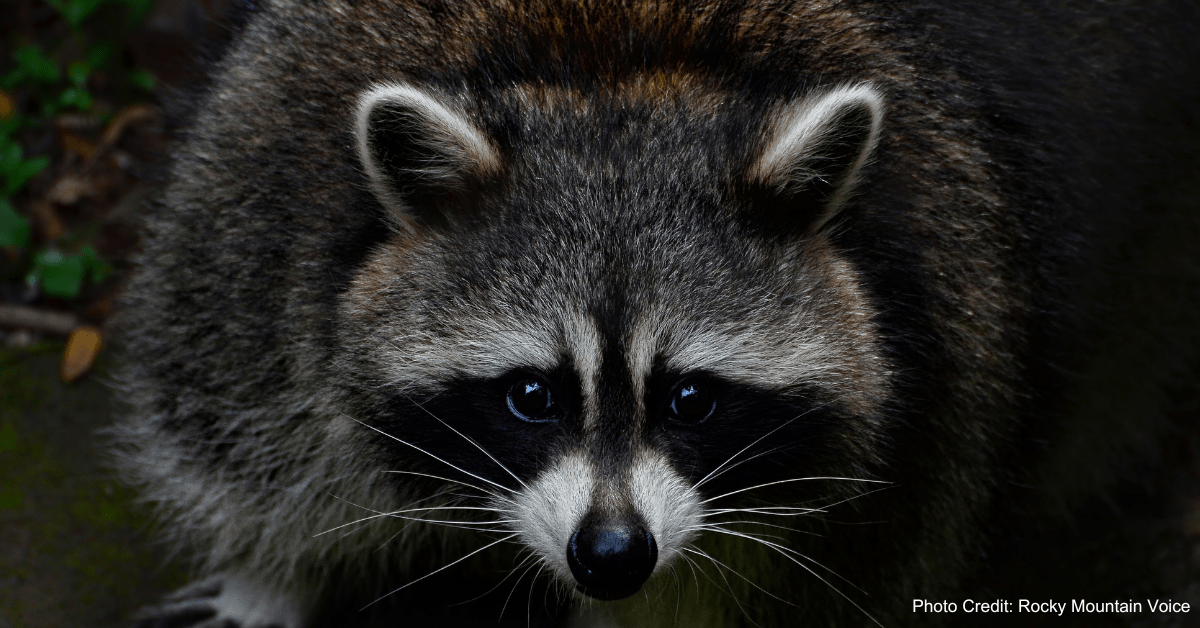 There's an 'outbreak' of sick racoons in Arapahoe County, officials say ...